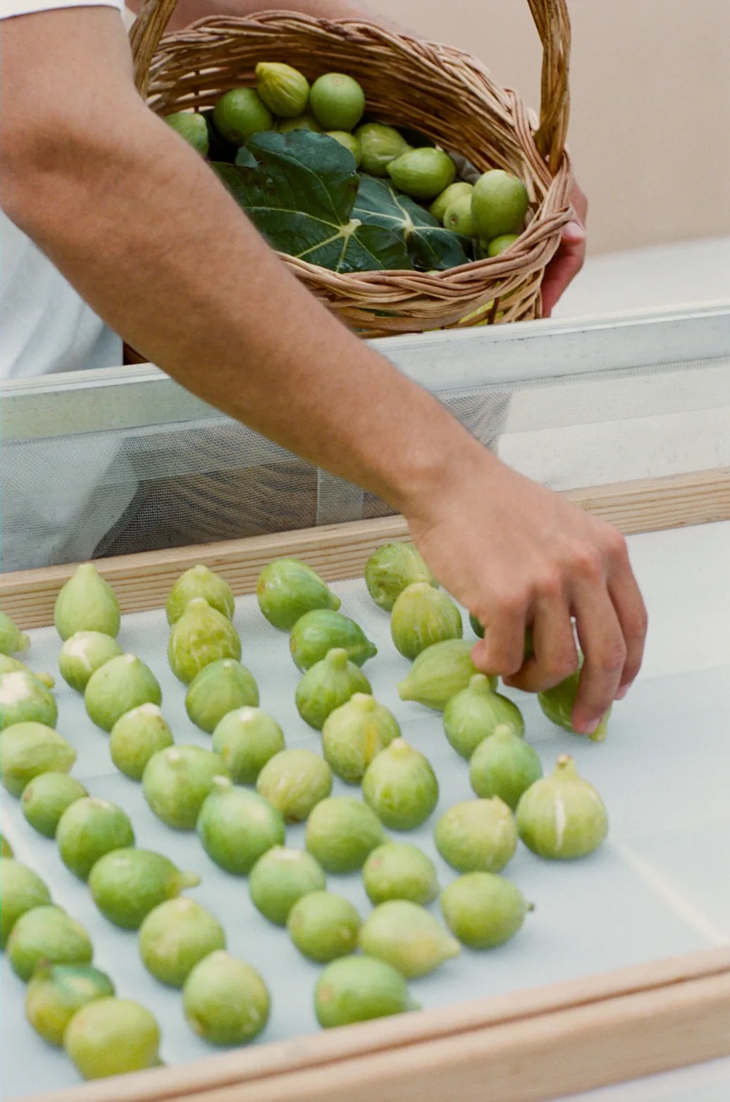 Why are DOP White Dottato Figs so Special?