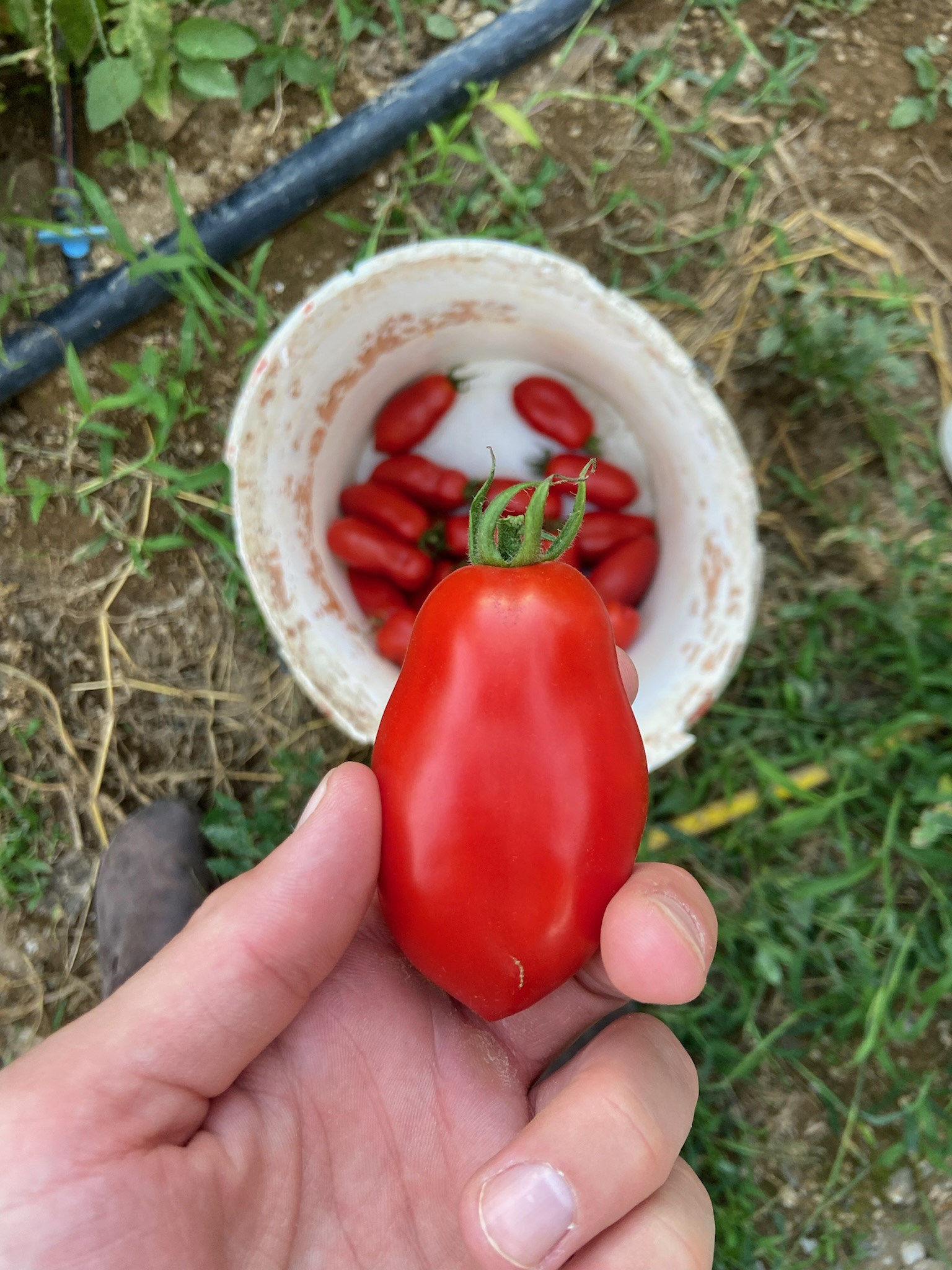 Il Miracolo di San Gennaro: Mountain Tomatoes